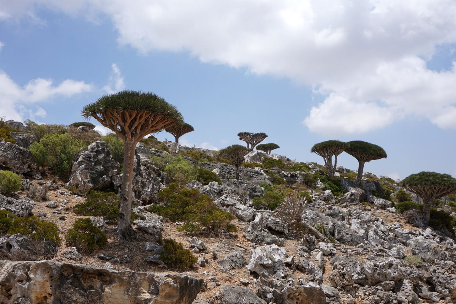 How do you travel to Socotra | Step-By-Step Guide | CultureRoad