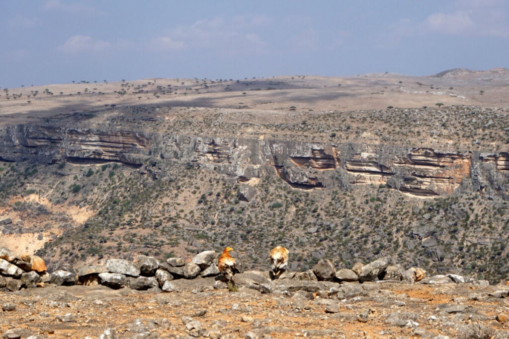 Flora and Fauna of Socotra: Discovering a Unique Ecosystem ...